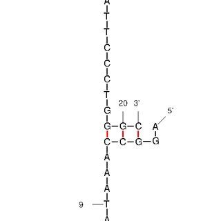 Dimer Structure In The Design Primer Primer Pair No 11 Download Scientific Diagram