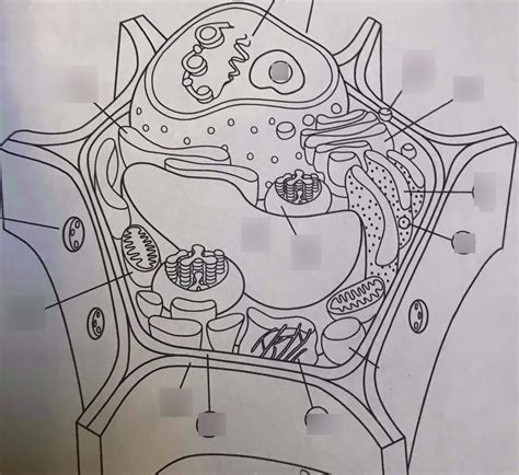 Plant Cell Diagram Quizlet