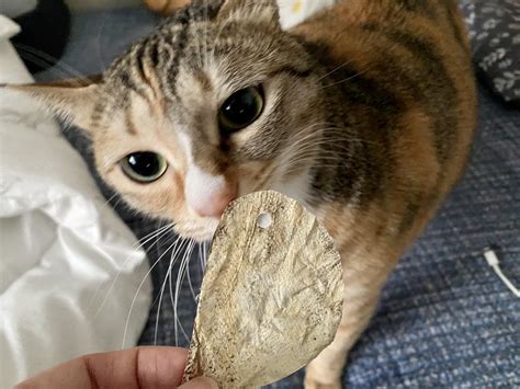 코코미미 가족찾는🧡 맥콜호람겨울 On Twitter 나도 사봤다 보듬온 리얼피쉬 관심은 많은데 가지고 놀 줄 모름ㅋㅋㅋ 그래서 낚시대에 매달아줬는데 약간 낯설어하다가