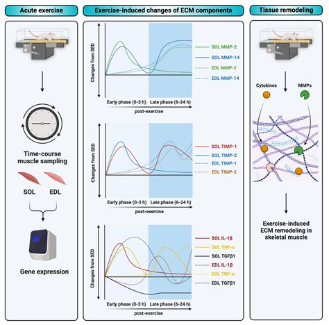 Exercise Induced Extracellular Matrix Remodeling BioRender Science