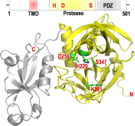 Schematic Representation And Modelled Structure Of Lmhtra The Protease