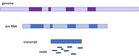 L13 Rna Seq Flashcards Quizlet