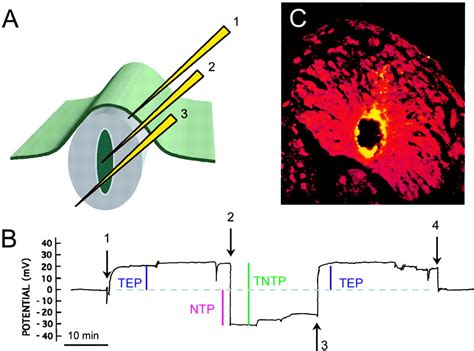 Controlling Cell Behavior Electrically Current Views And Future