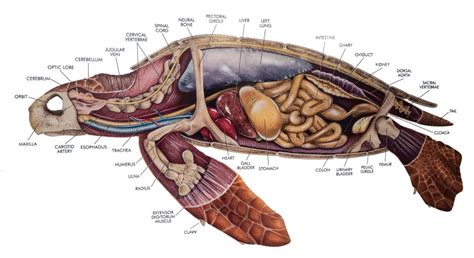 Inside A Turtle Animal Science Vet Medicine Scientific Illustration