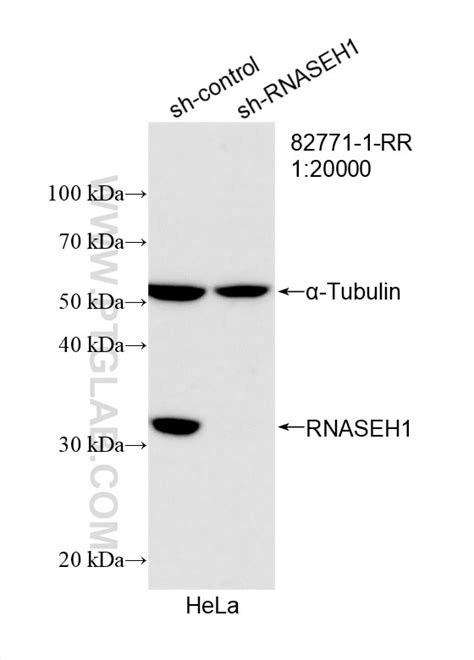 Rnaseh1 Antibody 82771 1 Rr Proteintech Rnaseh1 Antibody 82771 1 Rr Proteintech