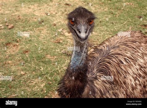 Close Up Of Emu Bird Stock Photo Alamy