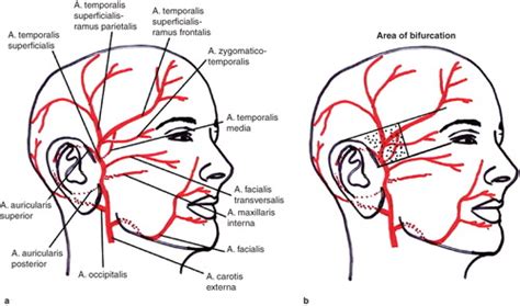 Superficial Temporal Vein