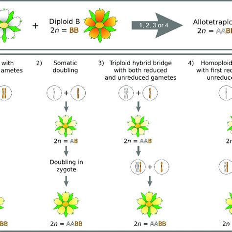 The Different Patterns That Autopolyploid And Allopolyploid Species Download Scientific Diagram