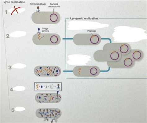 Lytic And Lysogenic Replication Flashcards Quizlet