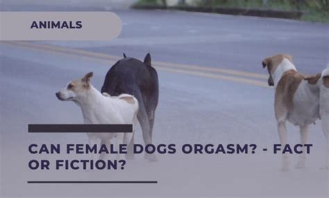 Can Female Dogs Orgasm Fact Or Fiction