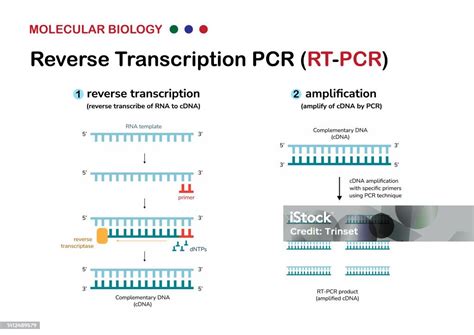Diagram Biologi Molekuler Menjelaskan Konsep Dan Proses Reverse