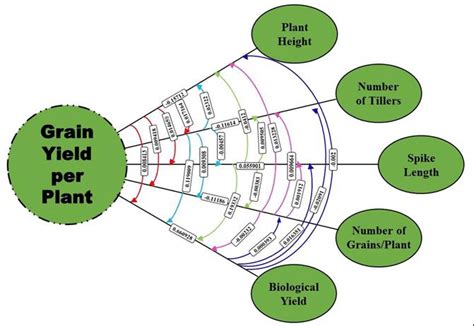 Path Diagram Of Grain Yield Different Traits Affecting Grain Yield