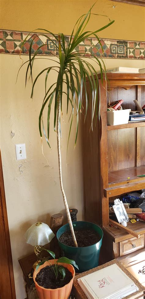 Is It Time To Say Goodbye Anything I Can Do To Extend This Fellas Life