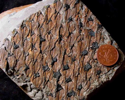 Wrexham Fossil Forest Designated As Site Of Special Scientific Interest North Wales Live