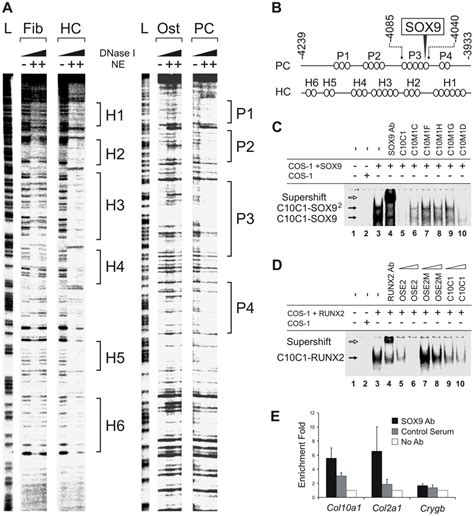 Interaction Of Sox9 With A Conserved Upstream Element Of Col10a1 A A
