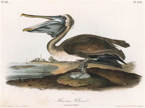 John James Audubon American Flamingo For Sale At 1stdibs