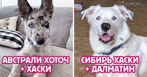 Өвөрмөц төрхөөрөө цэвэр цусны нохдоос ч үзэсгэлэнтэй харагдах 18 эрлийз үүлдрийн нохой