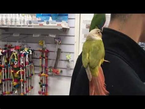 Pineapple Conure Melbourne Cage And Accessories Youtube