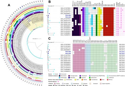 In A Snp Based Phylogenetic Tree Of 60 Klebsiella Pneumoniae St11 Download Scientific Diagram