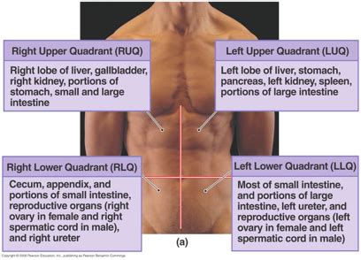 Lecture Digestive System Flashcards Quizlet