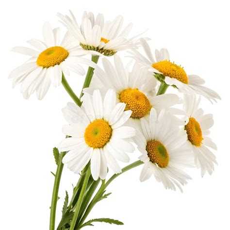 Bunch Of Daisy Flowers Isolated On White Background Stock Illustration Illustration Of