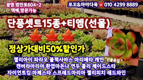 쪼꼬다육 선물🎁같은구성 단풍셋트15종티엠 9천원대로 정상가격50할인가에 득템 골든아이 자이언트킹 파라오 마제스타 스프레드마리아 마리에타등succulents Plant