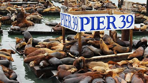 Sea Lions At Pier 39 San Francisco Usa Sights Lonely Planet