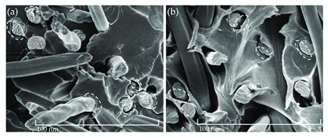Detailed View Of Fiber Matrix Debonding Of Pa5 10 Rcf T504 A And W504 Download Scientific