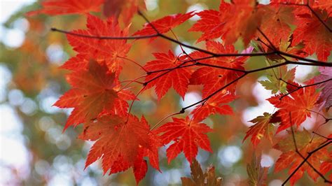 Красные кленовые листья на ветках деревьев · 1920x1080 Full Hd бесплатная фотография от Chappie