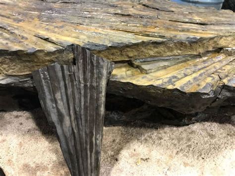 Rare Palm Tree Fossil Alpine Boulder Company