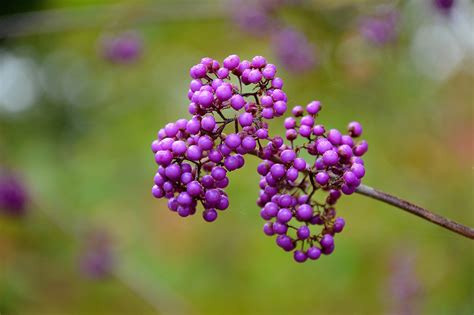 Purple Plants With Berries