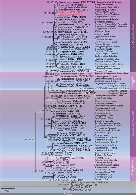 phylogram generated from maximum likelihood analysis raxml based on