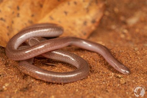 Myriopholis Longicauda — Nicolau Ecology