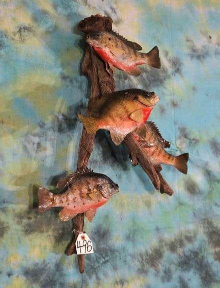 4 Real Skin Sunfish Perch Taxidermy Fish Mounts Leap Auctions Llc