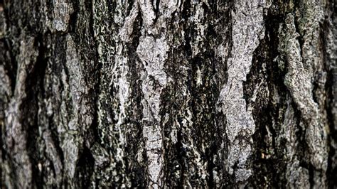 Landscape Flowers And Trees Powerpoint Background For Free Download Slidesdocs