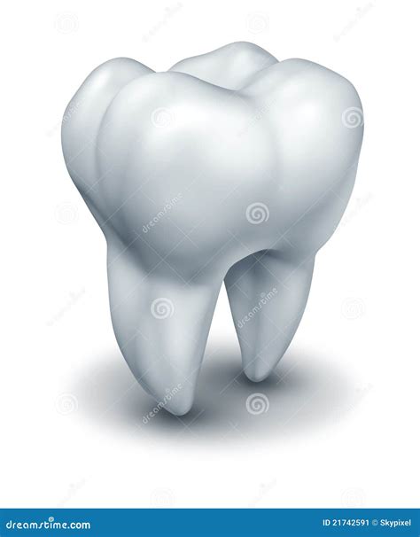 Human Tooth Structure Vector Diagram The Anatomy Of The Tooth Cross Section Scheme