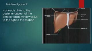 Anatomy Of Peritoneal Spaces Pptx