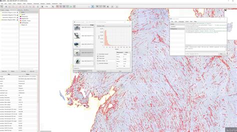 Automatic Data Export In Qupath Image Analysis Imagesc Forum