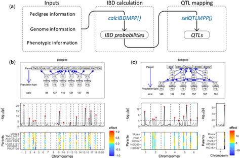A The Workflow Of Ibd Based Qtl Mapping Implemented In Statgenmpp