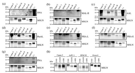 detection of glycan determinants on immunopurified msln from cell lines