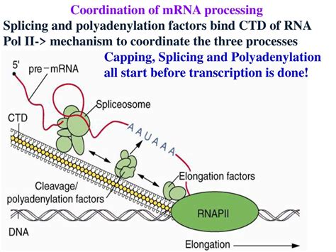 Regulating Gene Expression Ppt Download