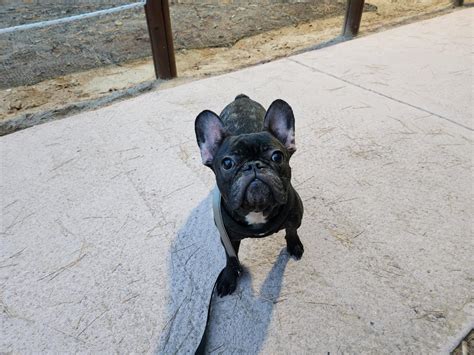 프렌치불독 몽실이 강아지무료분양♥ 강아지파양 고양이파양 유기견무료분양입양 아이조아요양보호소