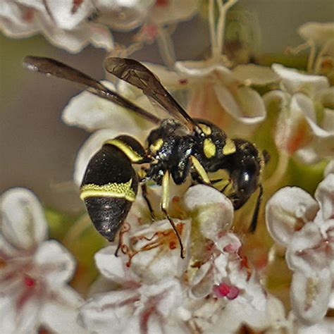 Leptochilus Bugguidenet