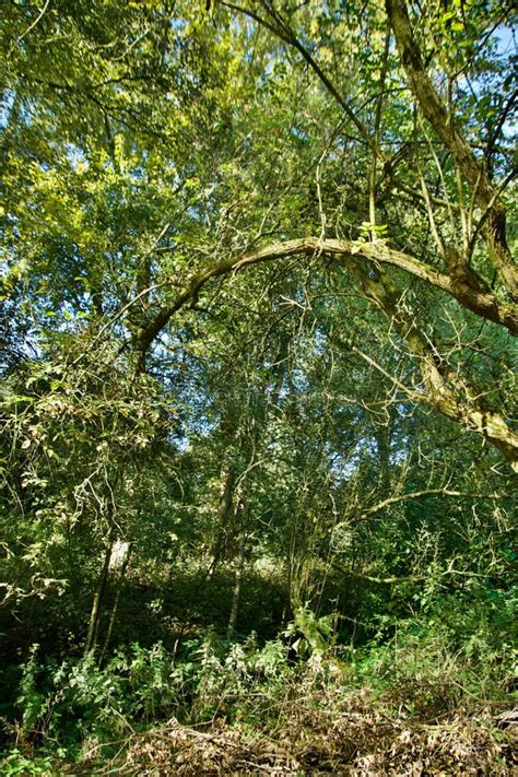The Patterns Of The Overhead Tree Branches Stock Photo Image Of England Detail