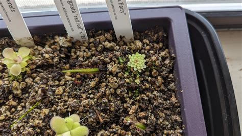 Ping Not Growing Whats Wrong Rsavagegarden