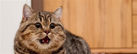 Рисовалка Люблю рисовать что нибудь Тгк T Me Kofe Smolokom 2025 ВКонтакте