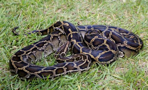 Giant Invasive Pythons Are Slithering North In Florida The Hill