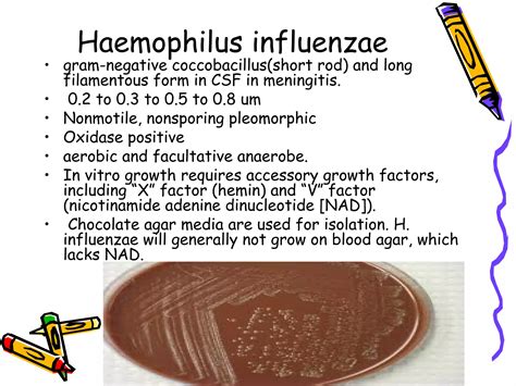 Streptococcus Pneumoniae Mbbs Ppt