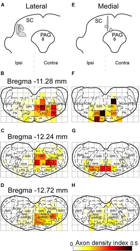 Axonal Projections From The Lateral And Medial Parts Of The Sc The