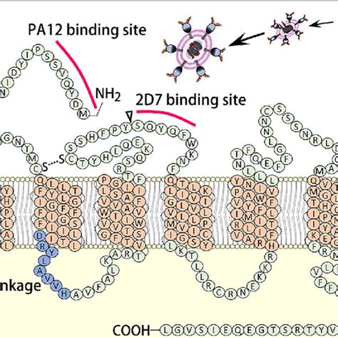 The Structure Of Membrane Integrated Ccr5 The Elements Important In